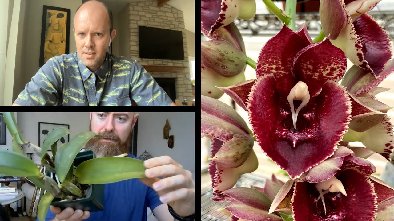 Geeking out over orchids with Stephen Van Kampen-Lewis • 6 September ...
