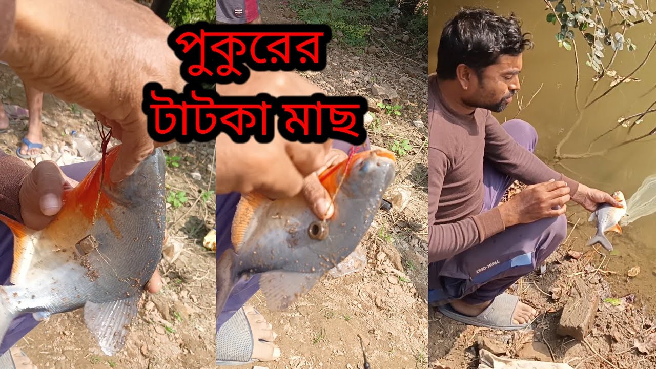 টপে টপে মাছ। অলস মস্তিষ্ক। বড়শির মাছ ধরা। olos mostisko - YouTube