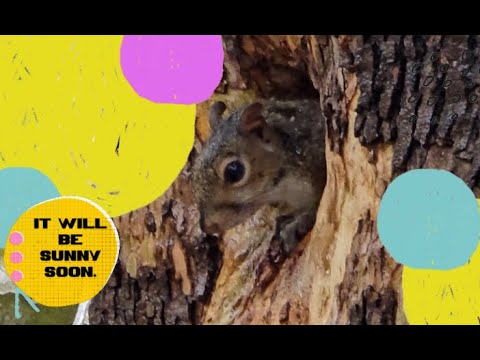 Funky Squirrel in the Rain - YouTube