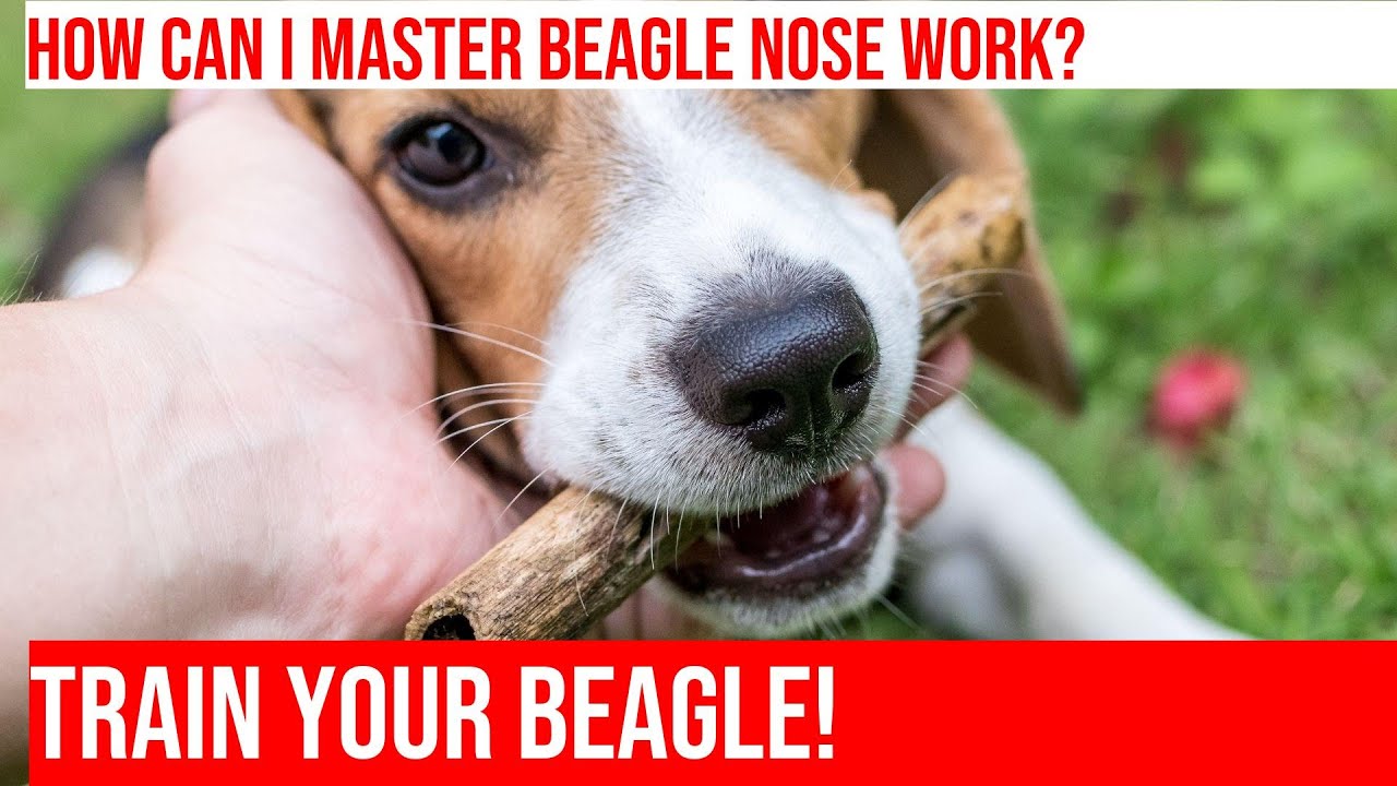 Beagle Nose Work: Step-by-Step Mastery - YouTube