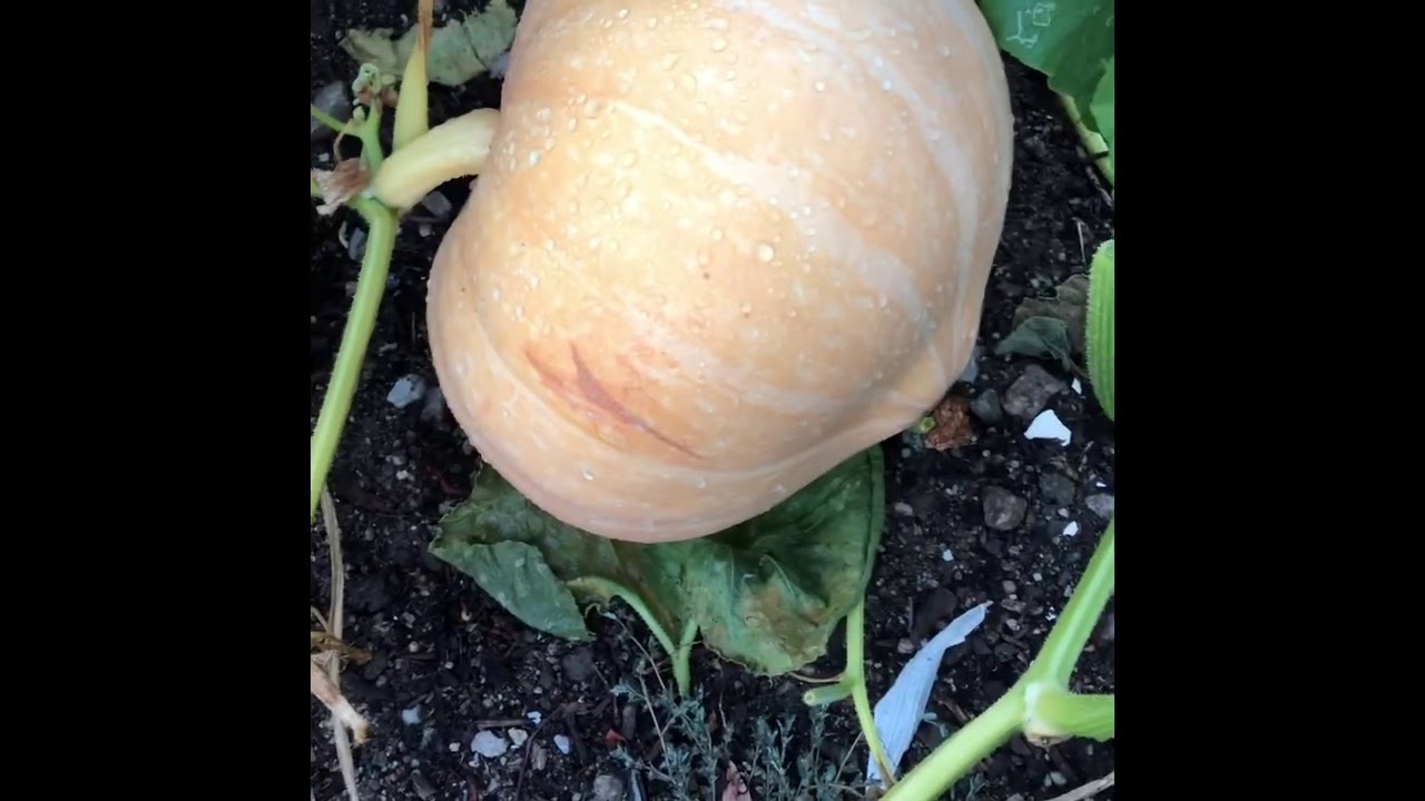 How To Protect Persimmon Fruits From Birds & Grasshoppers/Fruit Trees ...