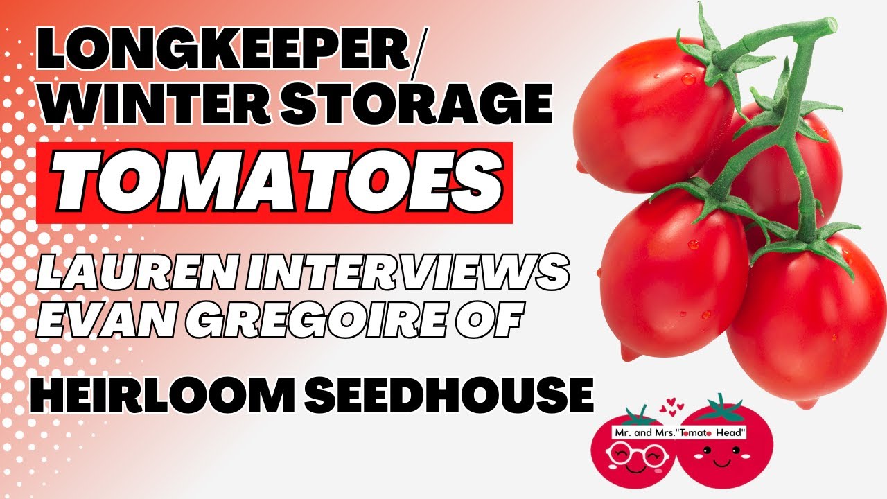 Longkeeper/Winter Storage Tomatoes 101-w/ Evan of Heirloom Seedhouse ...