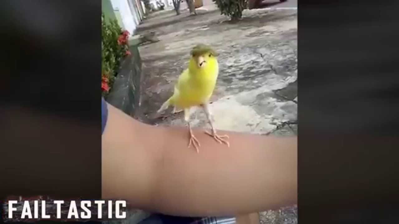 Best WIN Compilation of AUGUST 2015 || Failtastic - YouTube