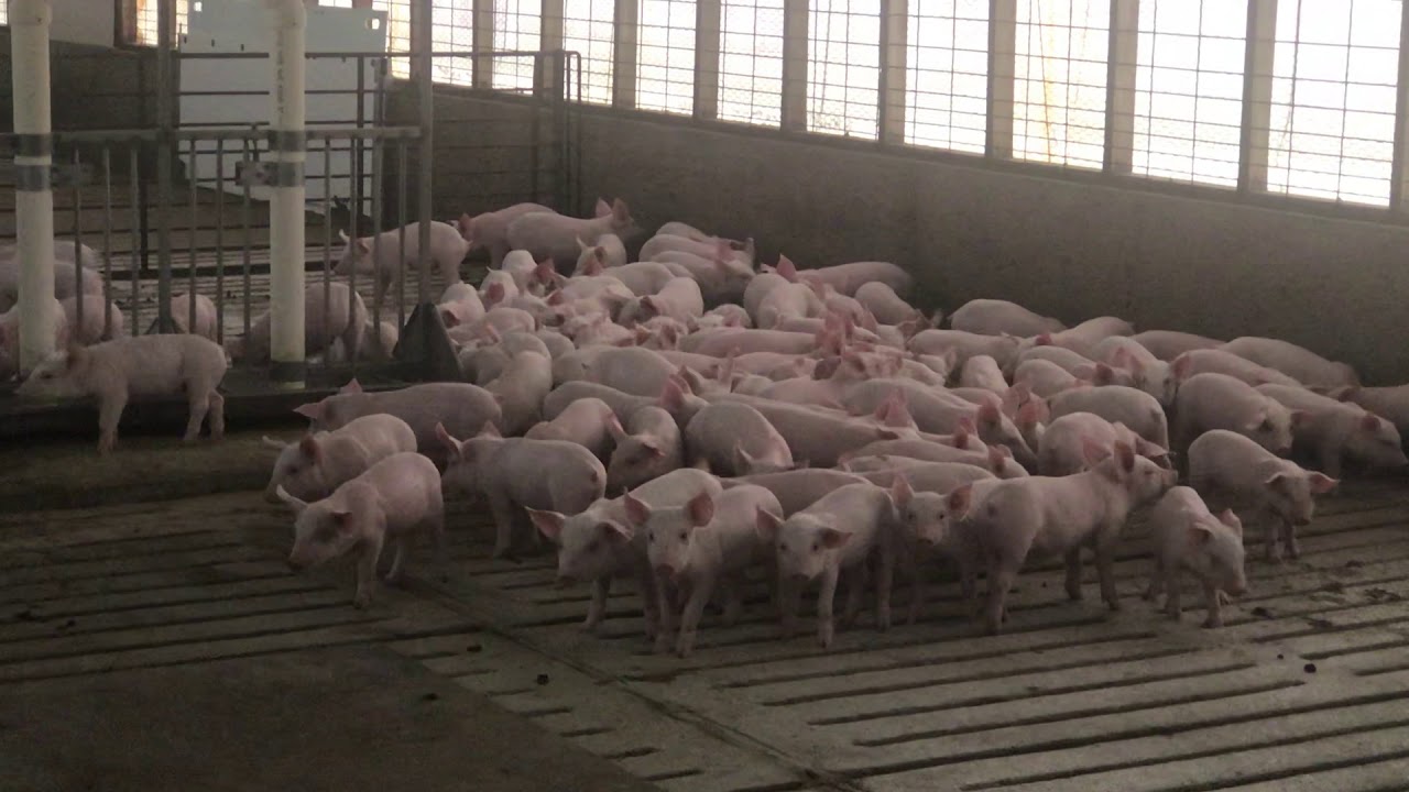 New Pigs in the Barn - YouTube