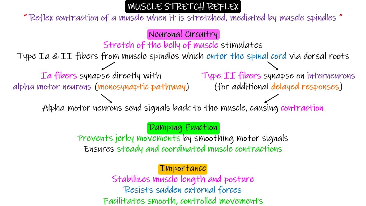 Muscle stretch reflex, Knee Jerk reflex, Clonus. Chapter 55 part 3. Guyton and Hall Physiology ...