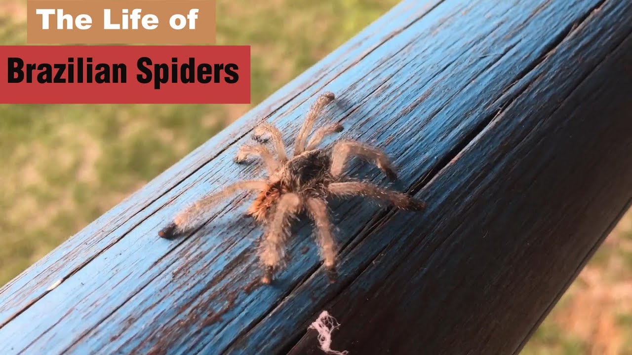 Brazilian Spider/ The Life of Brazilian Spiders/About Brazilian Spider ...