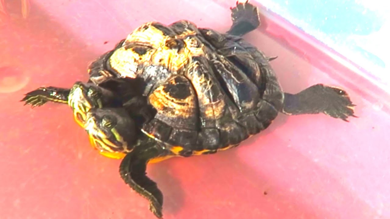 TWO HEADED TURTLE!?! - YouTube