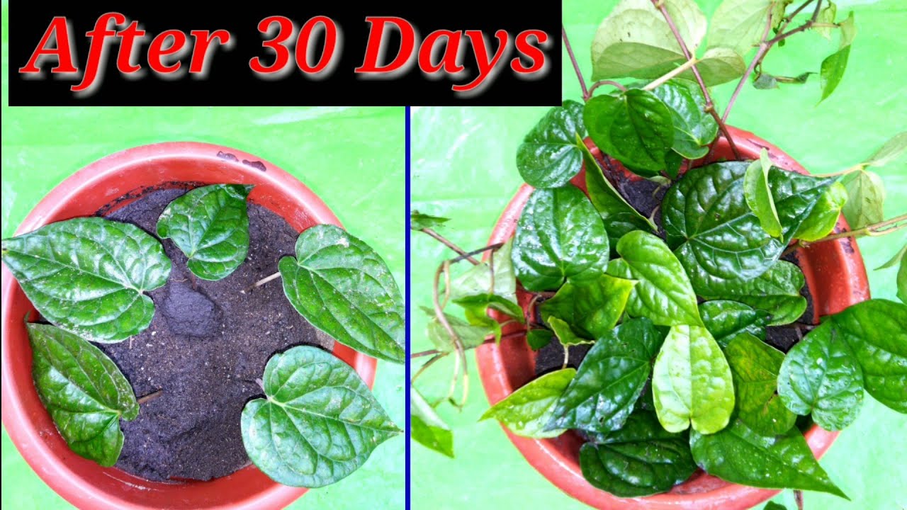Easy Process to Grow Betel Leaves (Paan) From Cutting | How To Grow ...