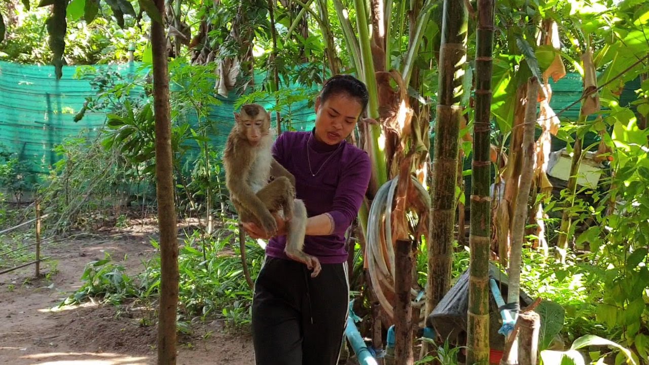 AHA! Loveable monkey Koko always escape while mom bathing for him /Koko ...