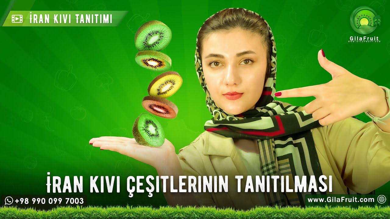 İran kivi çeşitlerinin tanıtımı: Kuzey kivi ihracatı ve ithalatı - YouTube