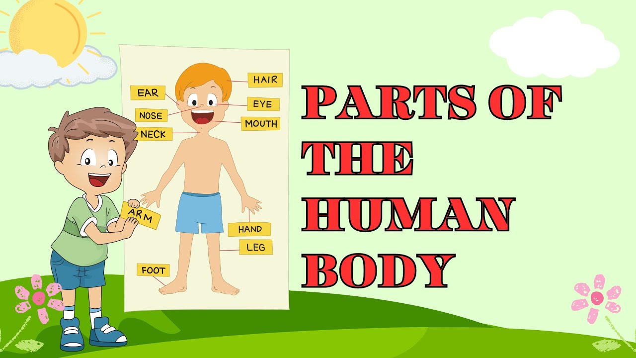 Parts Of Body ,Learn Parts Of Body Name With Spelling And Picture ...