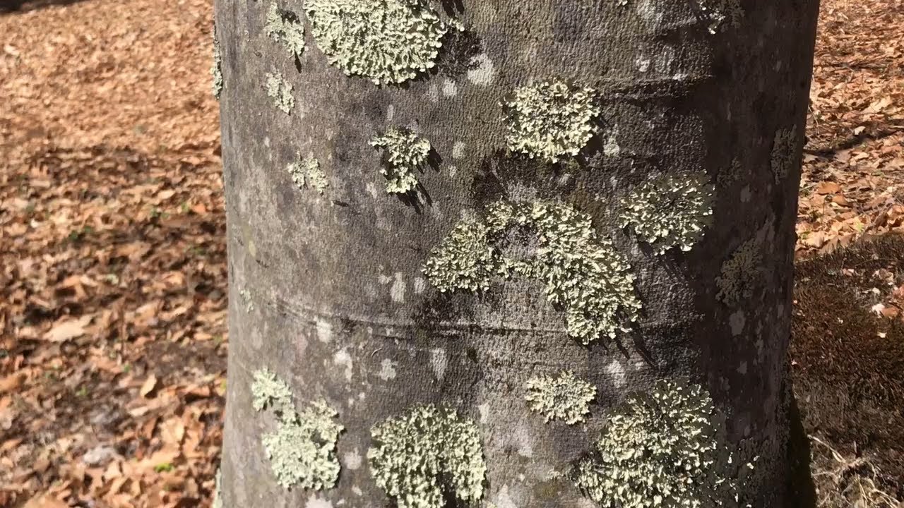 Lynn's Lichen Poem and Gulf Road in Brattleboro - YouTube