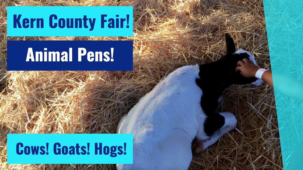 Kern County Fair - Walking The Animal Pens - YouTube