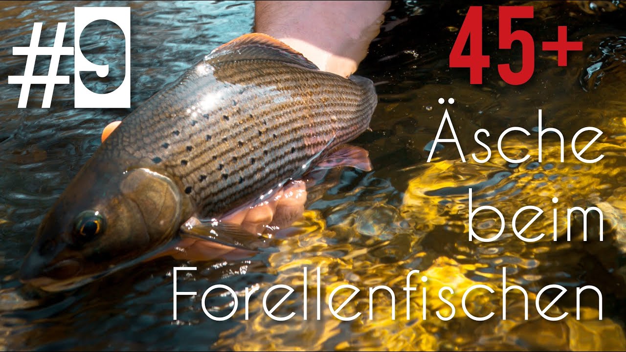 45+ Äsche beim Forellenfischen #9 - YouTube