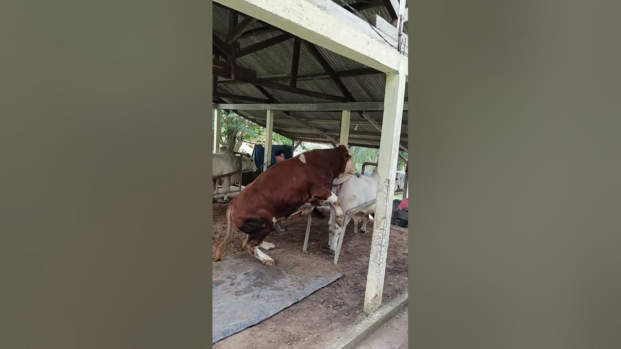 proses pengambilan semen/sperma sapi di Balai Inseminasi Buatan Terbanggi Besar Lamteng(part 2 ...