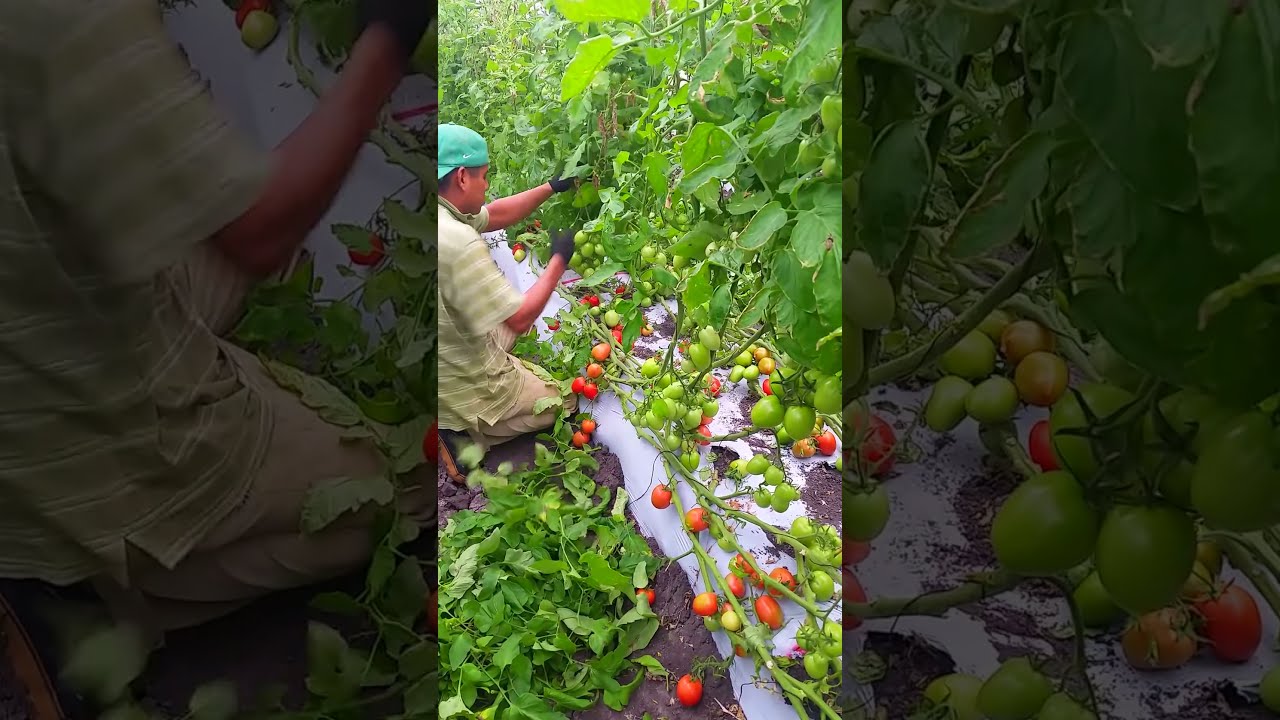 Deshoje de plantas indeterminadas de tomate saladette. - YouTube