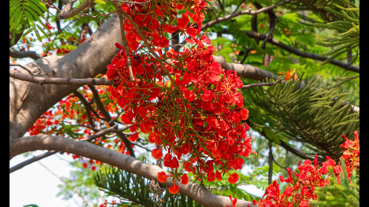 EL TABACHIN | El árbol de fuego. - YouTube