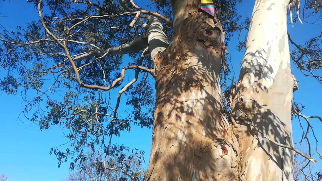 My beloved tree - YouTube