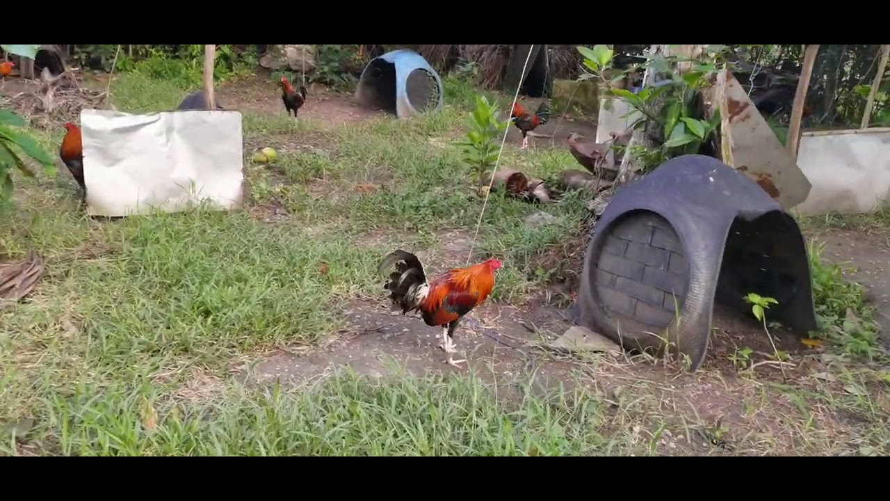 backyard gamefarm set-up - YouTube