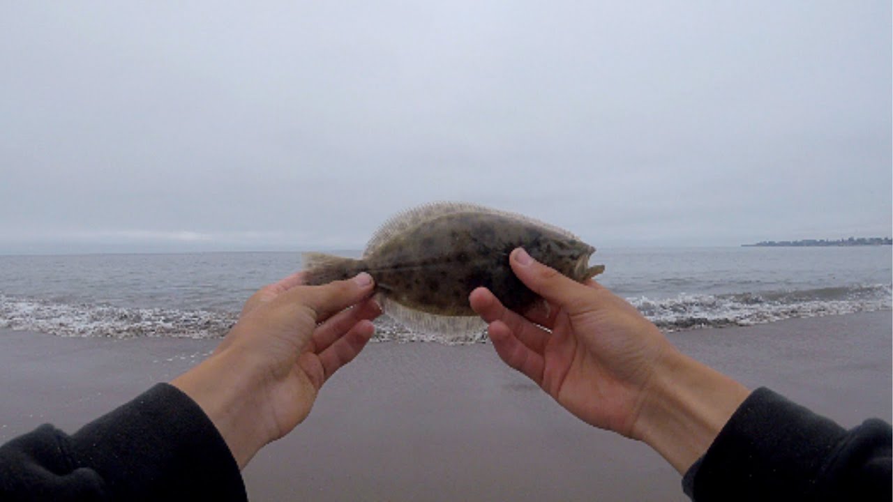 Halibut and Striped Bass Surf Fishing | BABY HALIBUT - YouTube