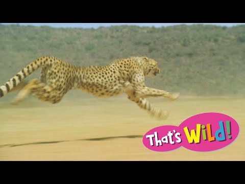 How Fast Can a Cheetah Run?