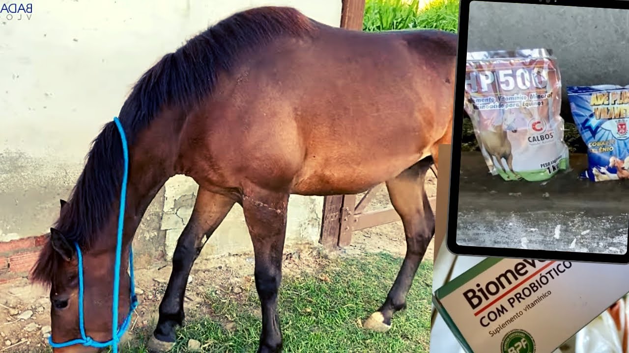 TODA A REALIDADE DA DOMA DO MEU POTRO - NOVA SUPLEMENTAÇÃO - YouTube