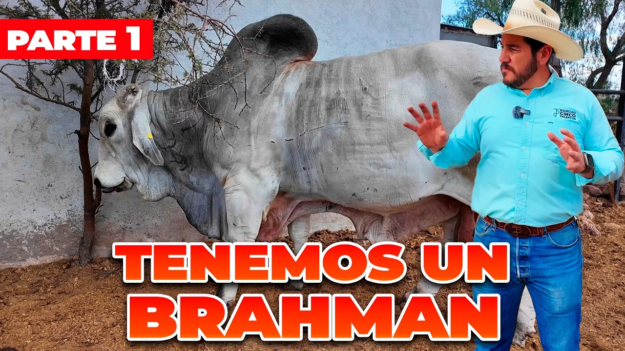 ¿COMPRAMOS UN TORO BRAHMAN? | Rancho Cinco Talentos - YouTube