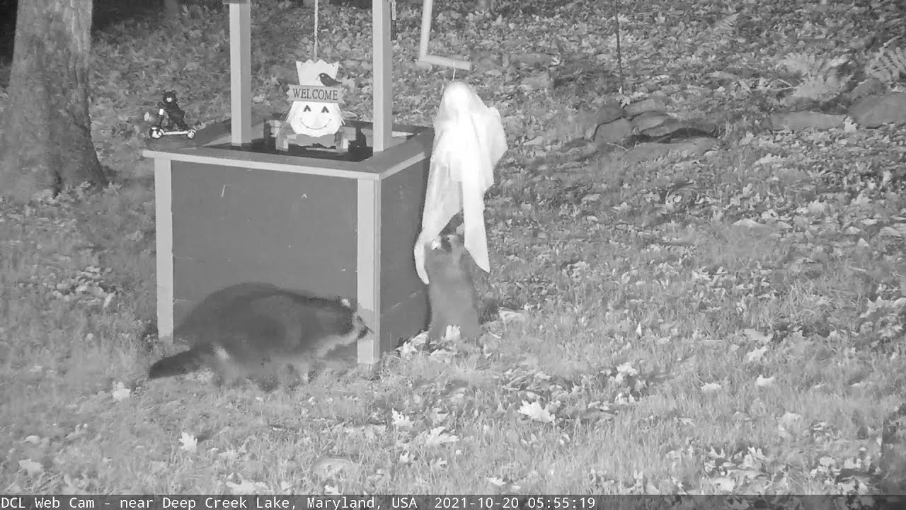 Ghost Busting Raccoons (10/20/2021) - YouTube