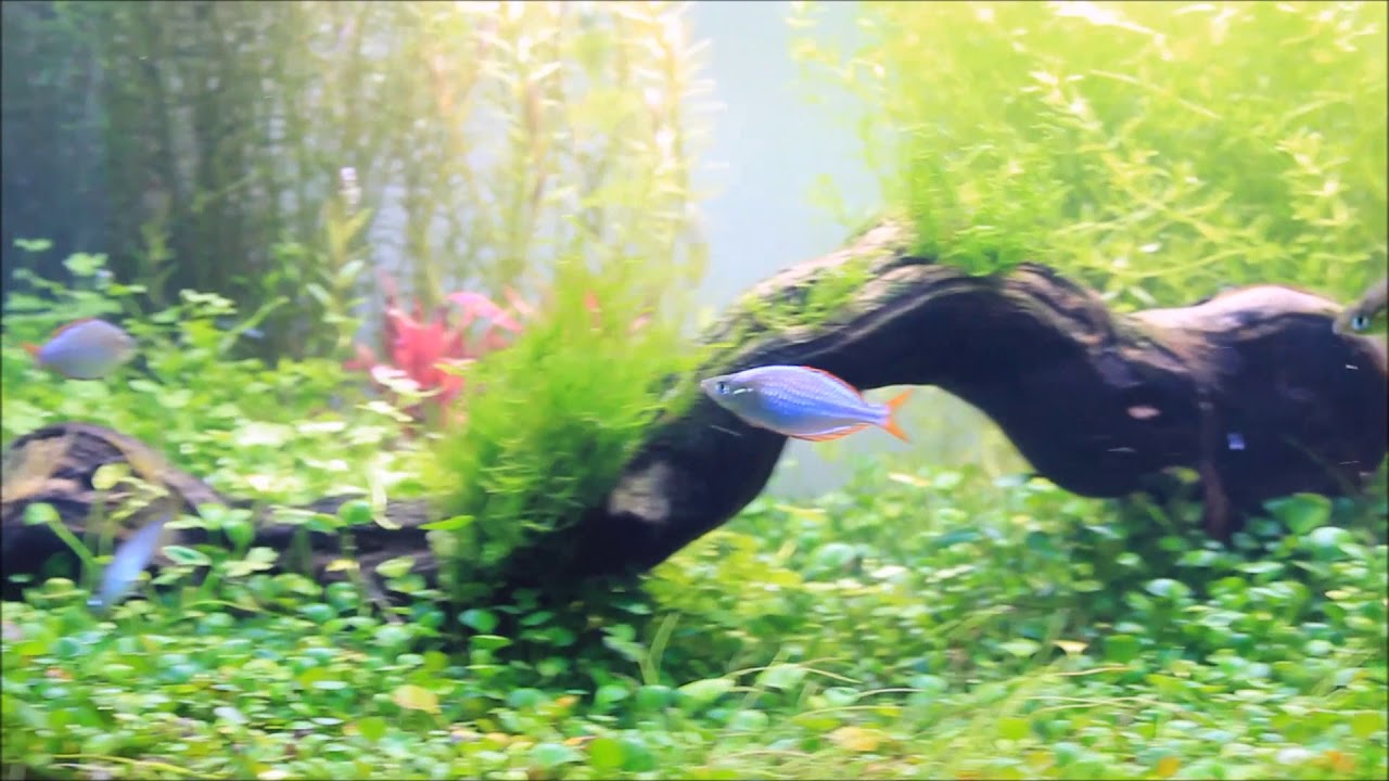 Dwarf Neon Rainbow fish males fighting for female - YouTube