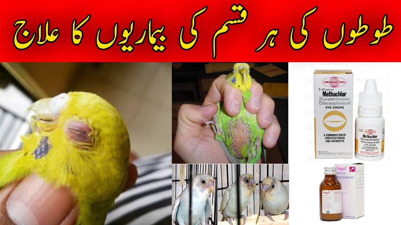 Birds diseases and Treatment | budgies diseases symptoms and treatment ...