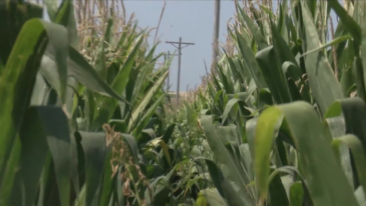 Northwest Iowa Farmer Expects Lower Crop Yield Ahead of Harvest - YouTube