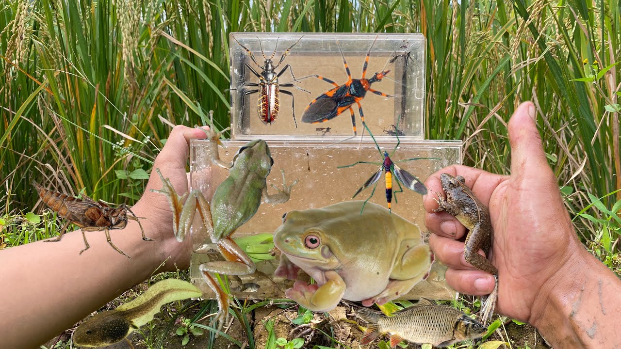 Hunting cubby frogs‼️catch toad, fish, tadpole, water insect, assassin ...