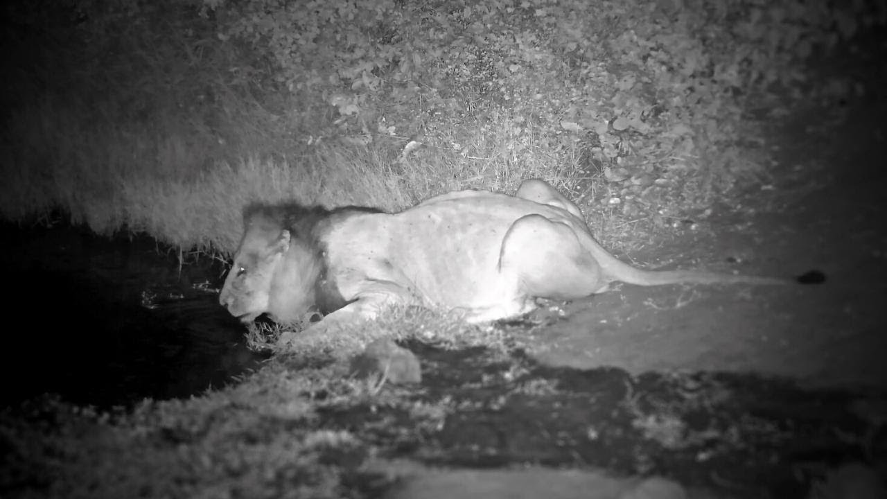 Male Lion Drinking At Naledi Dam - YouTube