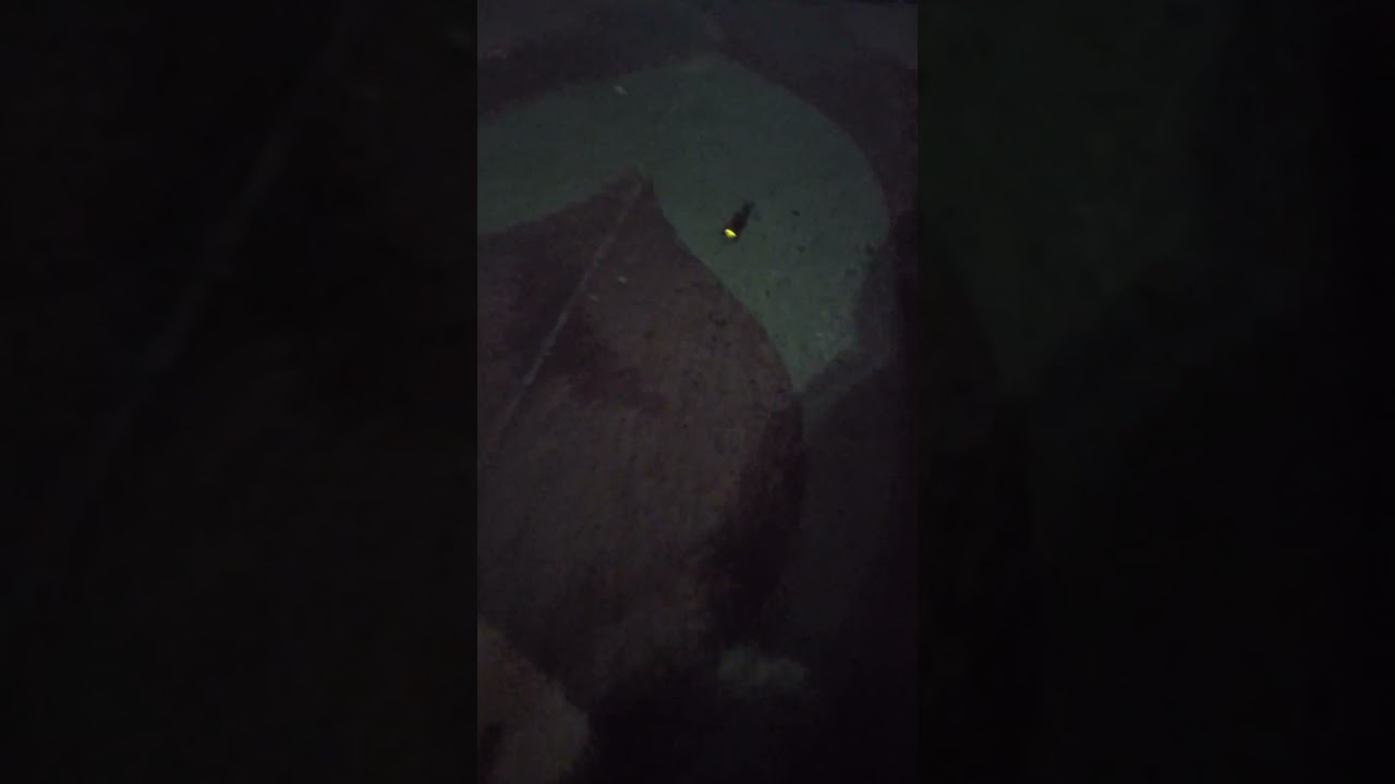 असा चमकतो काजवा | fireflies | kajwa | जुगनू #shorts #जुगनू #काजवा #gfrv ...