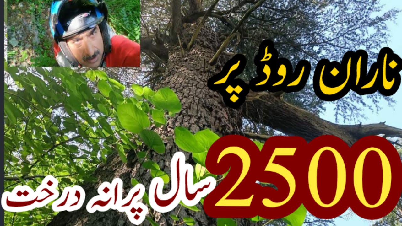 Oldest tree in Pakistan | oldest tree in naran kaghan | plantation in ...