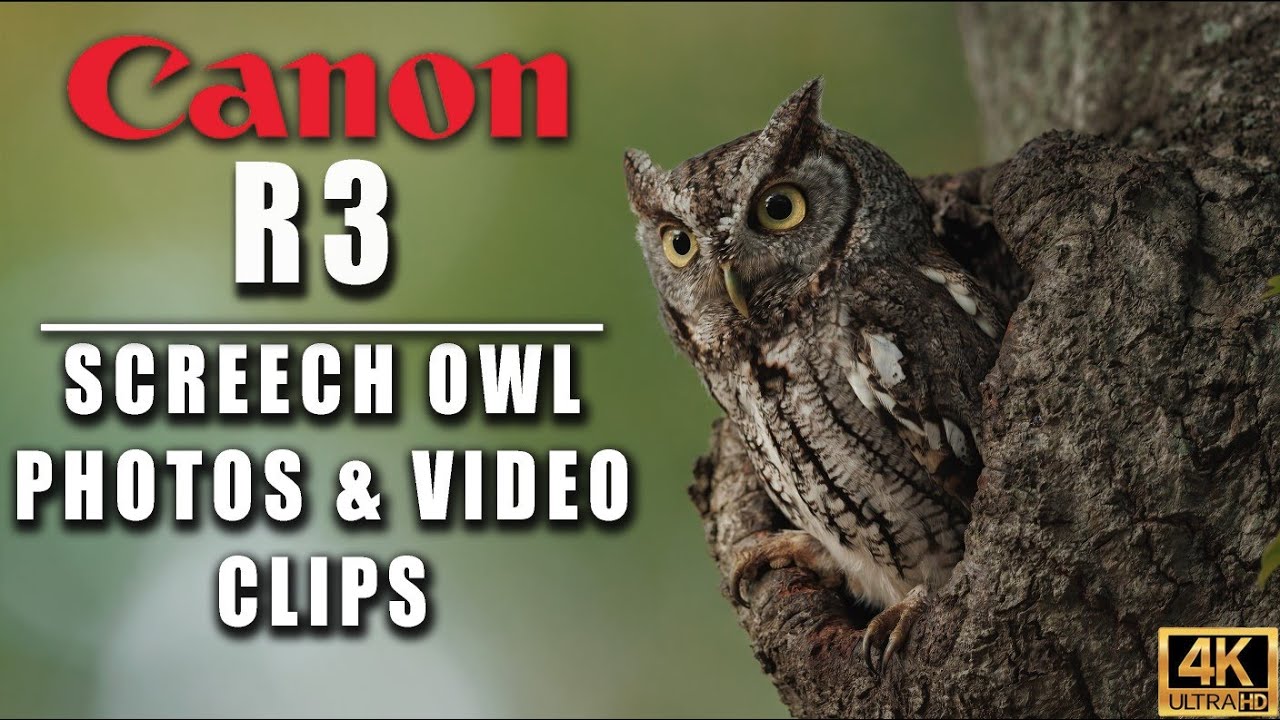 Filming & Photographing Screech Owls in Florida - Canon R3 - YouTube
