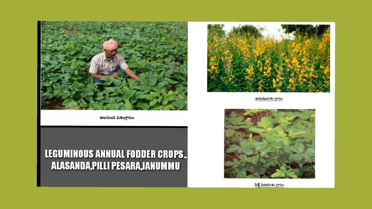 LEGUMINOUS ANNUAL FODDER CROPS., ALASANDA,PILLI PESARA,JANUMMU(TELUGU ...