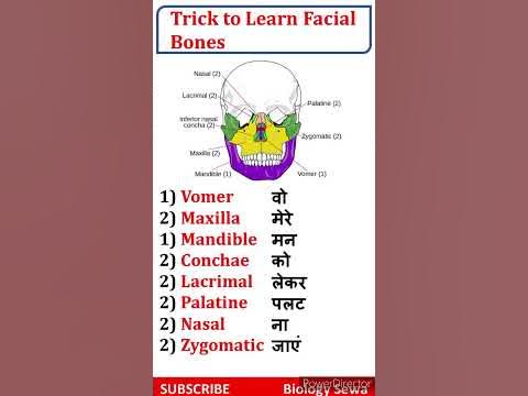 🔥Trick to Learn Facial Bones || Mnemonic for facial bone #biologysewa - YouTube