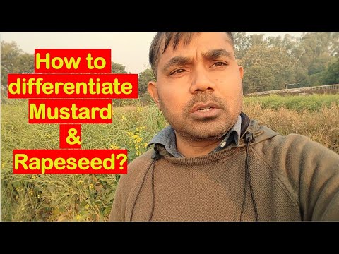How to differentiate Mustard & Rapeseed? - YouTube