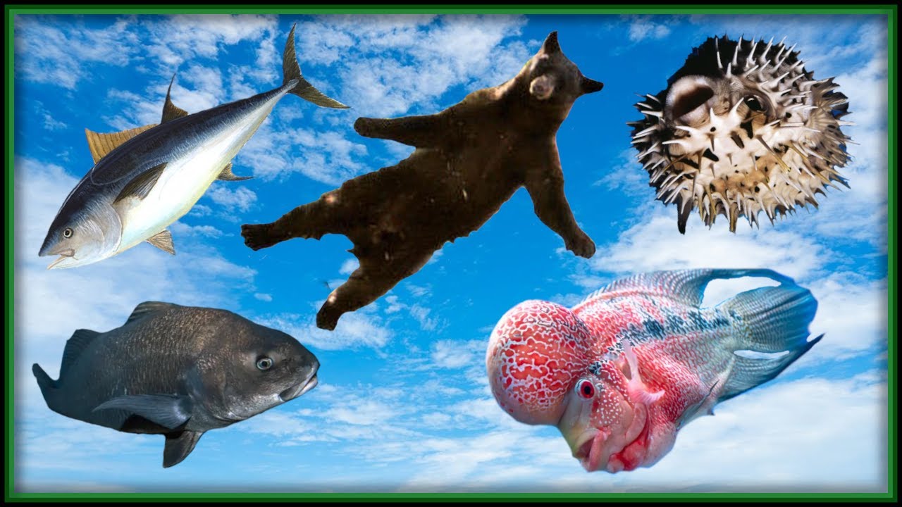 Skeet Shooting But With Fish! | Critical Fishing - YouTube