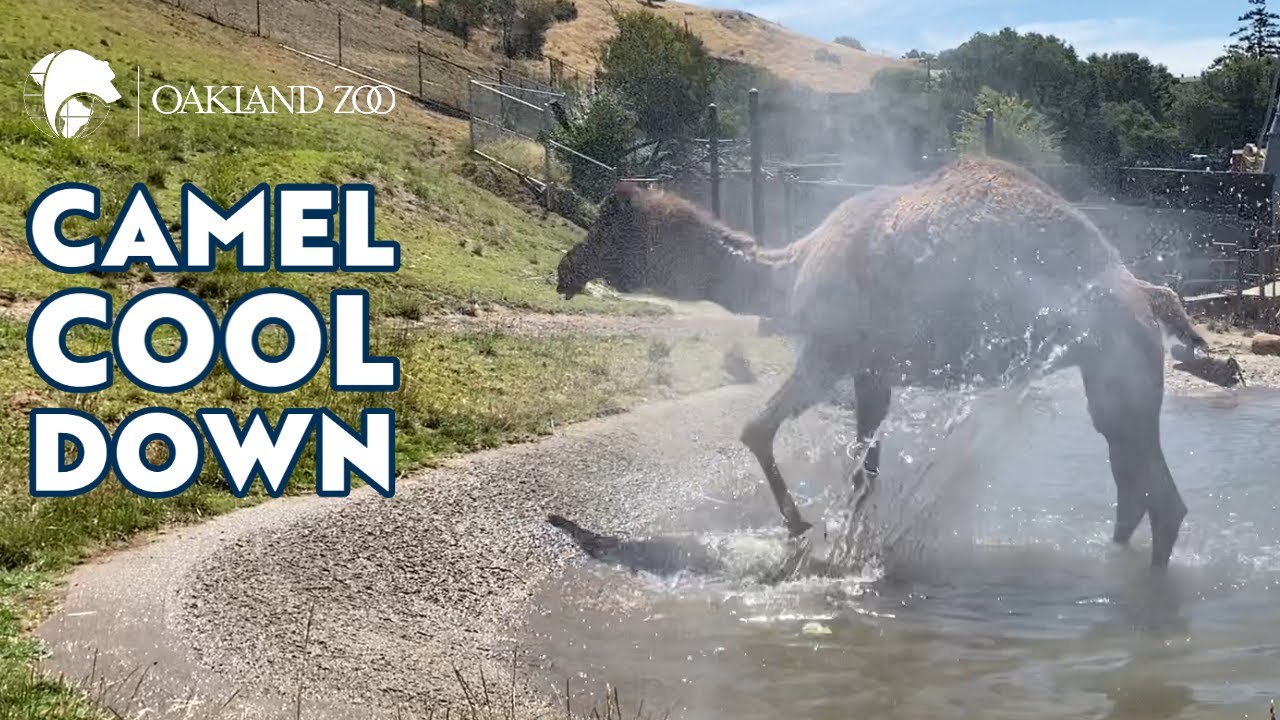Camel Cool Down - YouTube