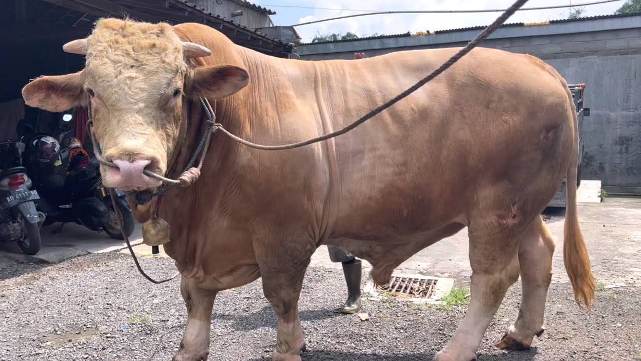 SAPI MONSTER JANOKO 1.2 TON MIRIP GAJAH AFRIKA‼️🔥🔥🔥 - YouTube