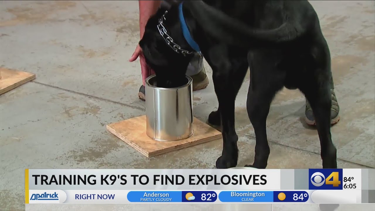 Police K-9's take explosive-detection test at IMS - YouTube