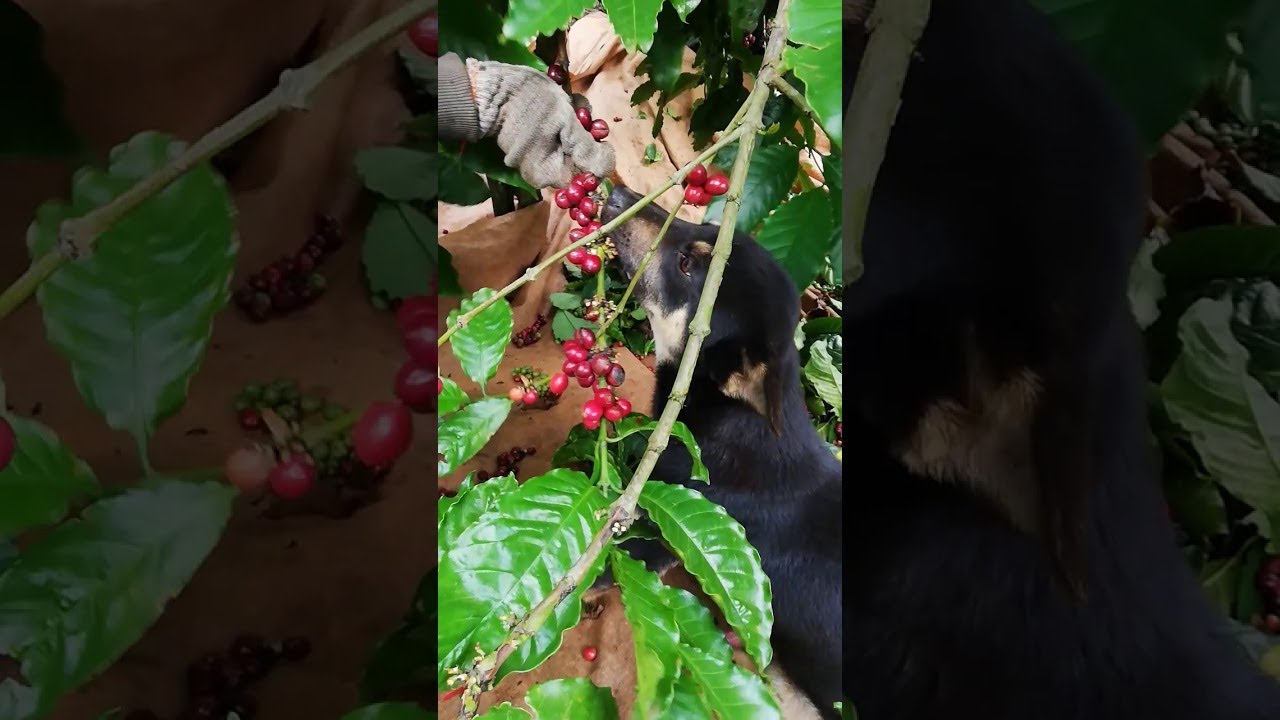 Dog Helps With Coffee Bean Harvest || ViralHog - YouTube
