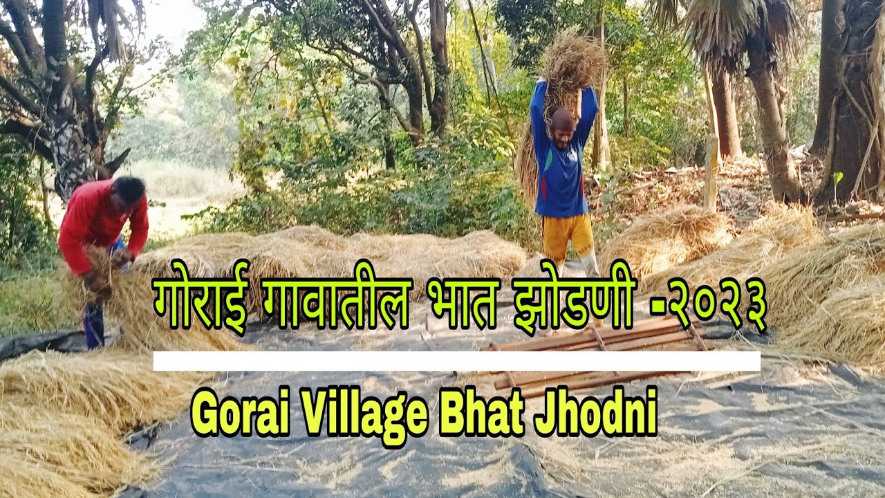 Gorai Gavatil Bhat Jhodni -2023 l गोराई गावातील भात झोडणी l Mumbai ...