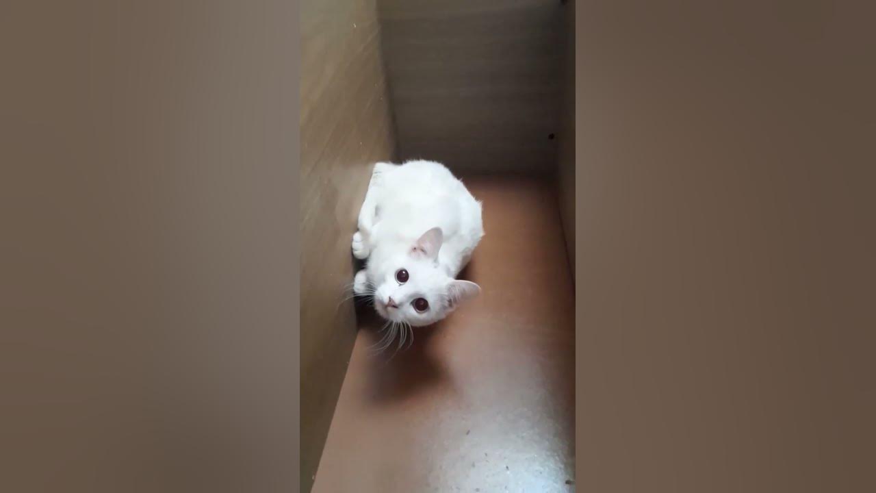 Не подглядывай! - YouTube