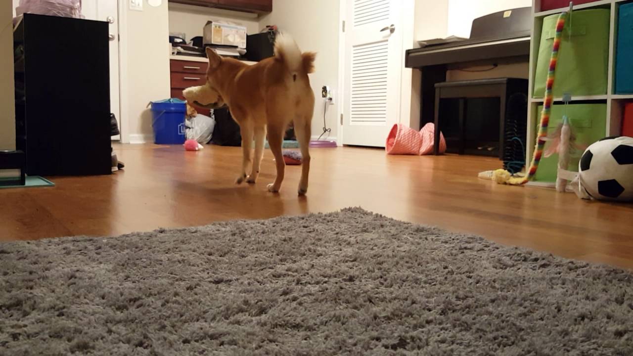 Shiba Inu scared of slipping on floor - YouTube
