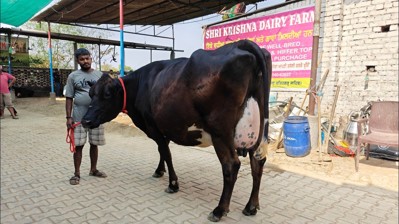24 Cows for sale, 24 ਗਾਵਾਂ ਸ੍ਰੀ ਕ੍ਰਿਸ਼ਨਾ ਡੇਅਰੀ ਫਾਰਮ ਦੀਆਂ ਵਿਕਾਊ - YouTube