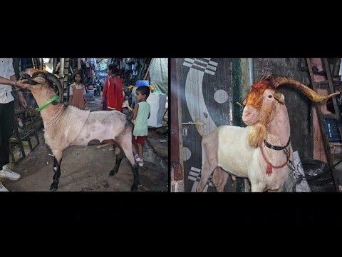 India's Biggest Sanin (Samurai) Aur 4 jod plus Alpine (Babar) || Al ...