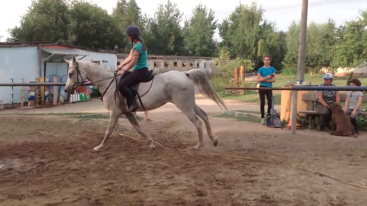 horse riding gallop (езда на лошади галопом) - YouTube